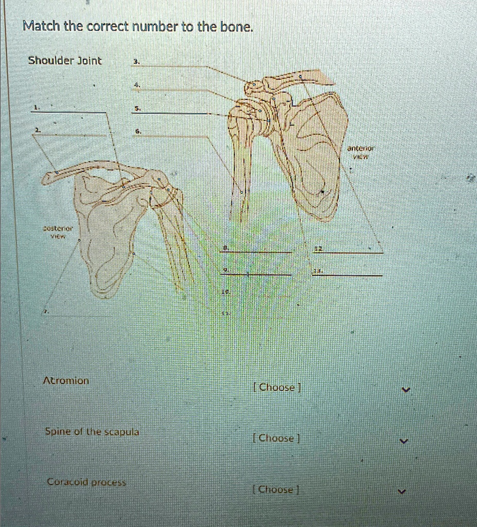 Match the correct number to the bone. Shoulder Joint 3. 4. 5. 6. 2 ...