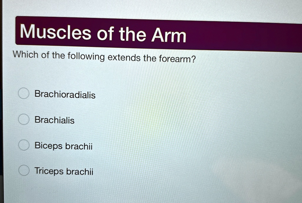 Muscles of the Arm Which of the following extends the forearm ...