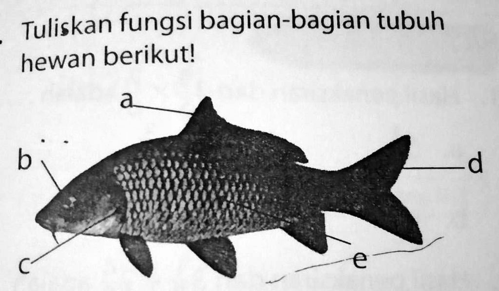 SOLVED: 2. Tuliskan fungsi bagian-bagian tubuhhewan berikut! Tuliskan ... SOLVED: 2. Tuliskan fungsi bagian-bagian tubuhhewan berikut! Tuliskan ...