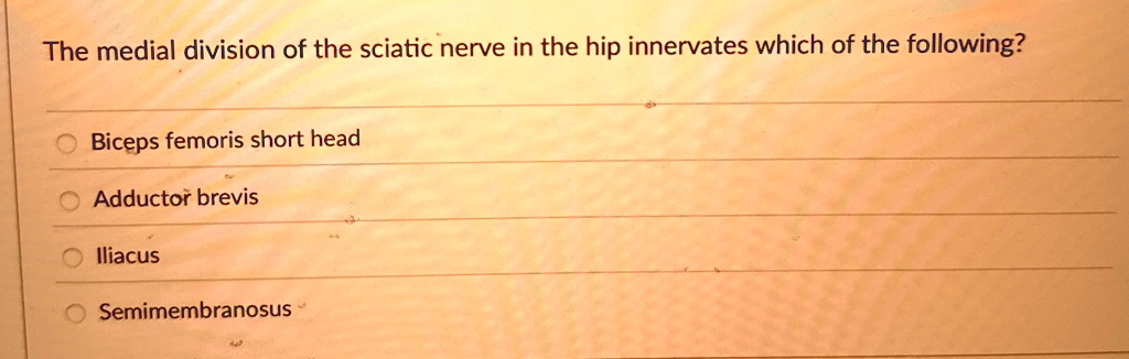 the medial division of the sciatic nerve in the hip innervates which of ...