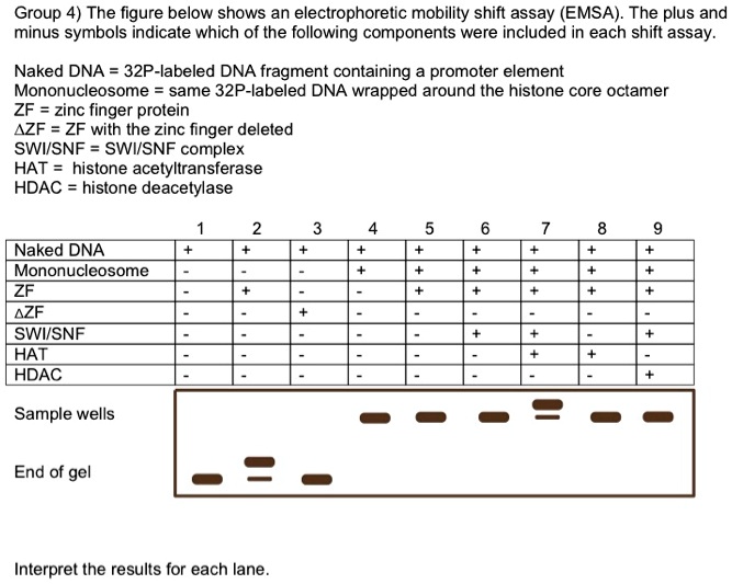 group 4 the figure below shows an electrophoretic mobility shift assay ...
