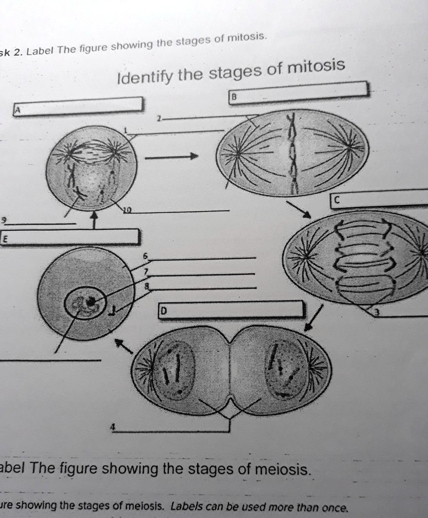 sk 2. Label The figure showing the stages of mitosis. Identify the ...