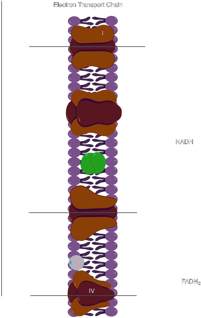 Electron Transport Chain Mathwizurd Electron Transport Chain ETC