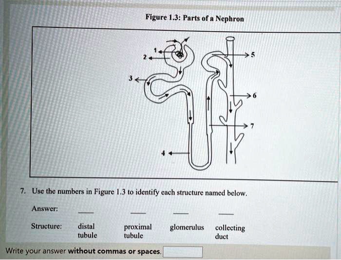 SOLVED: Figure 1.3: Parts of a Nephron 7. Use the numbers in Figure 1.3 to identify each ...