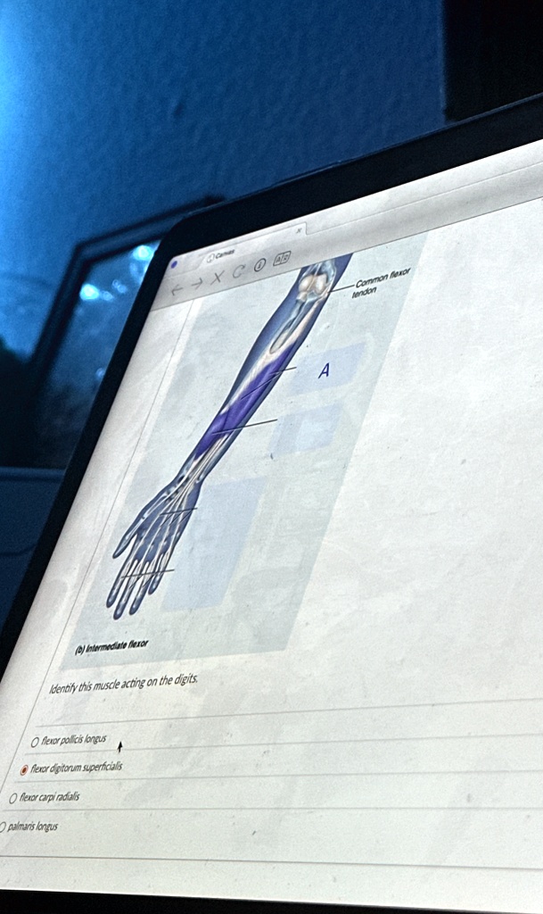 b intermediate flexor identify this muscle acting on the digits o ...