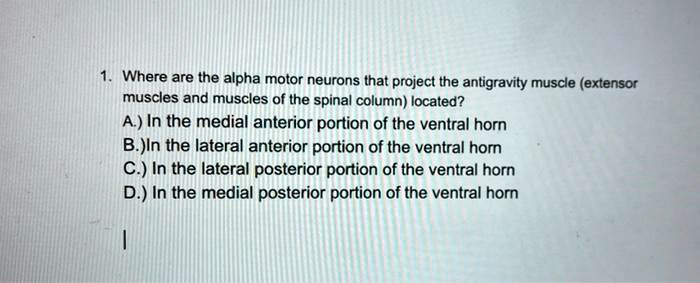 SOLVED: 1.Where are the alpha motor neurons that project the ...