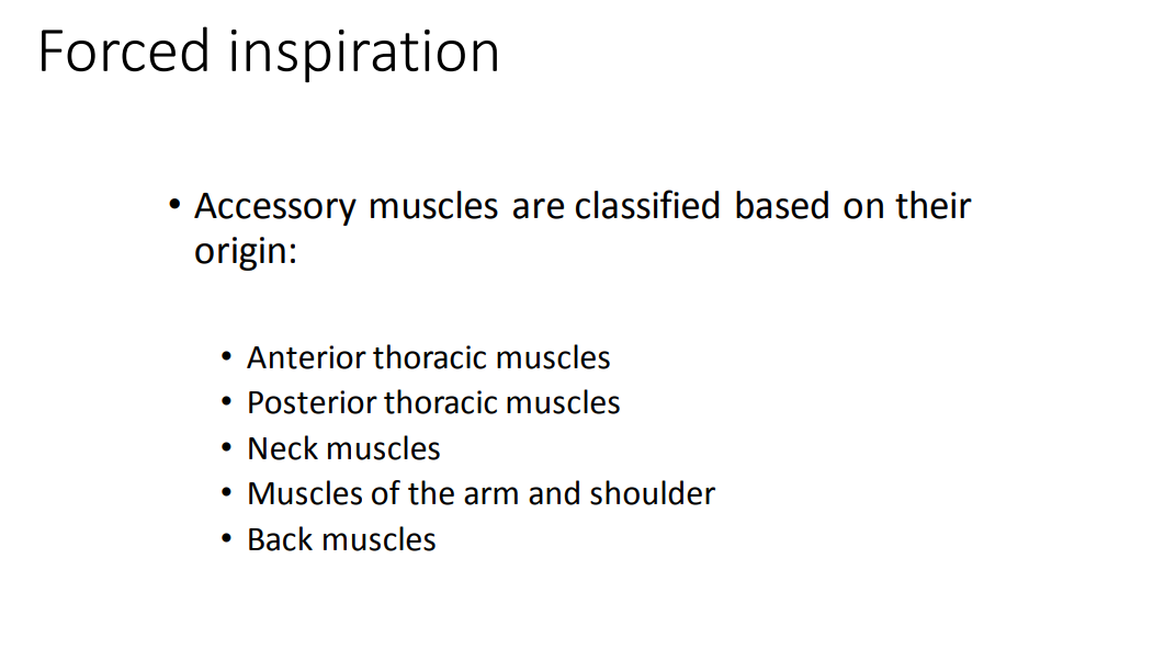 Forced inspiration - Accessory muscles are classified based on their ...
