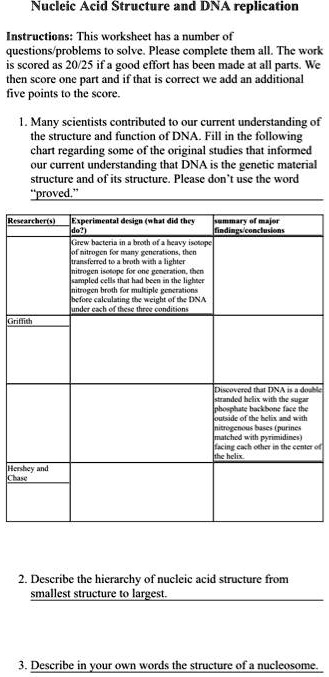 SOLVED: Nucleic Acid Structure and DNA replication Instruction:: This ...