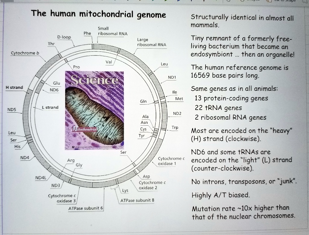 SOLVED: The human mitochondrial genome Small Phe ribosomal RNA loop ...