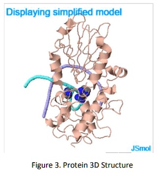 Displaying simplified model Figure 3. Protein 3D Structure