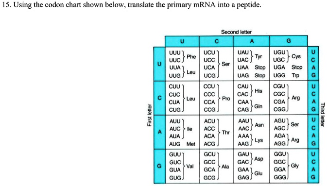 15. Using the codon chart shown below, translate the … - SolvedLib 15. Using the codon chart shown below, translate the … - SolvedLib