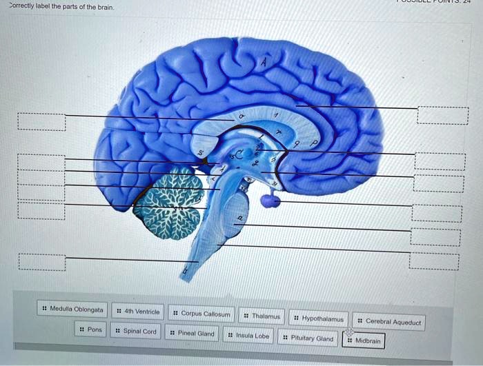 SOLVED: Correctly label the parts of the brain: Medulla Oblongata, 4th ...