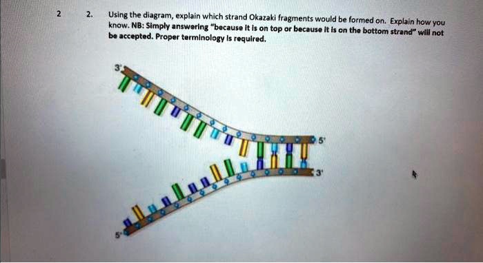 SOLVED: Using the diagram, explain which strand Okazaki fragments would ...