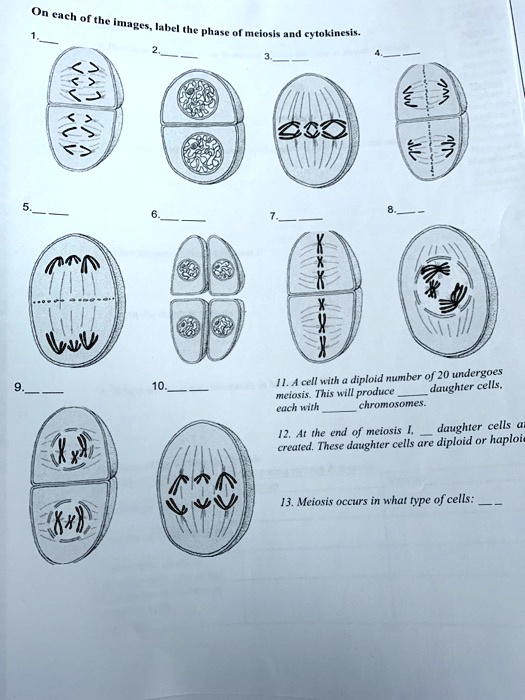 SOLVED: Title: The Phases of Meiosis and Cytokinesis During meiosis, a ...