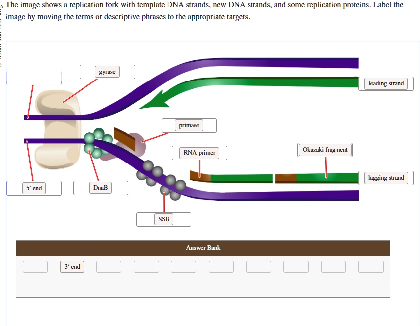SOLVED: The image shows a replication fork with template DNA strands, new DNA strands, and some ...