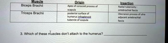 SOLVED: Muscle: Biceps Brachii Origin: Apex of coracoid process of ...