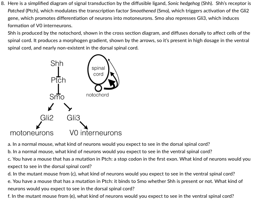 SOLVED: Here is a simplified diagram of signal transduction by the ...