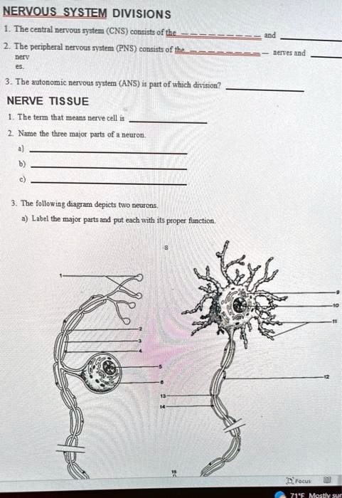 SOLVED: NERVOUS SYSTEM DIVISIONS 1. The central nervous system (CNS ...