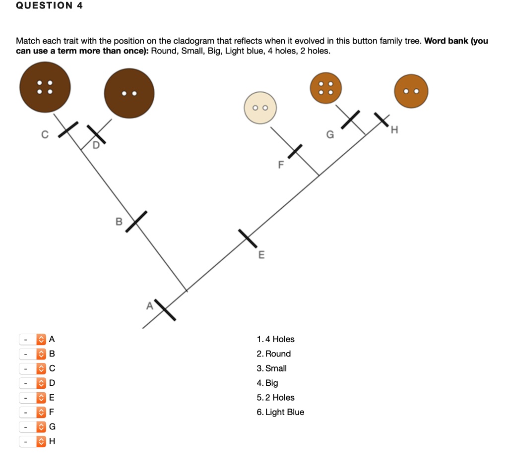 question match each trait with the position on the cladogram that ...