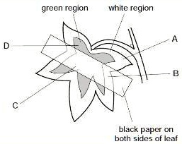 SOLVED: The plant with variegated leaves has the starch removed from ...