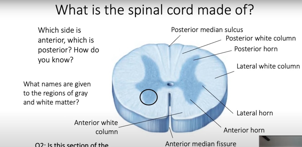 What is the spinal cord made of? Which side is anterior, which is ...