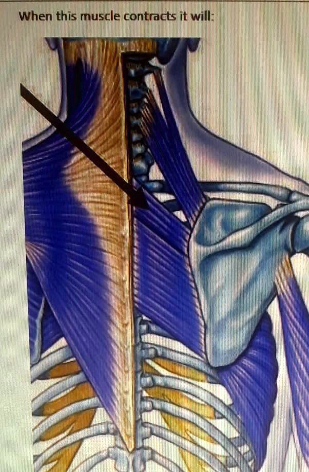 SOLVED: a) protract the scapula b) adduct the humerus c) abduct the ...
