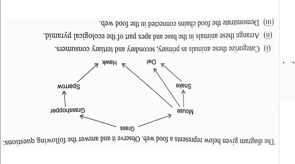 The diagram given below represents a food web. Observe it and answer ...