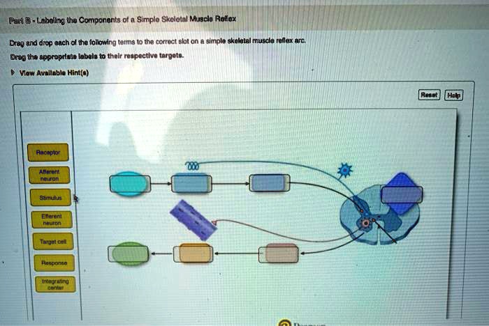 Part 5 - Labeling the Components of a Simple Skeletal Muscle Reflex Drag and drop each of the ...