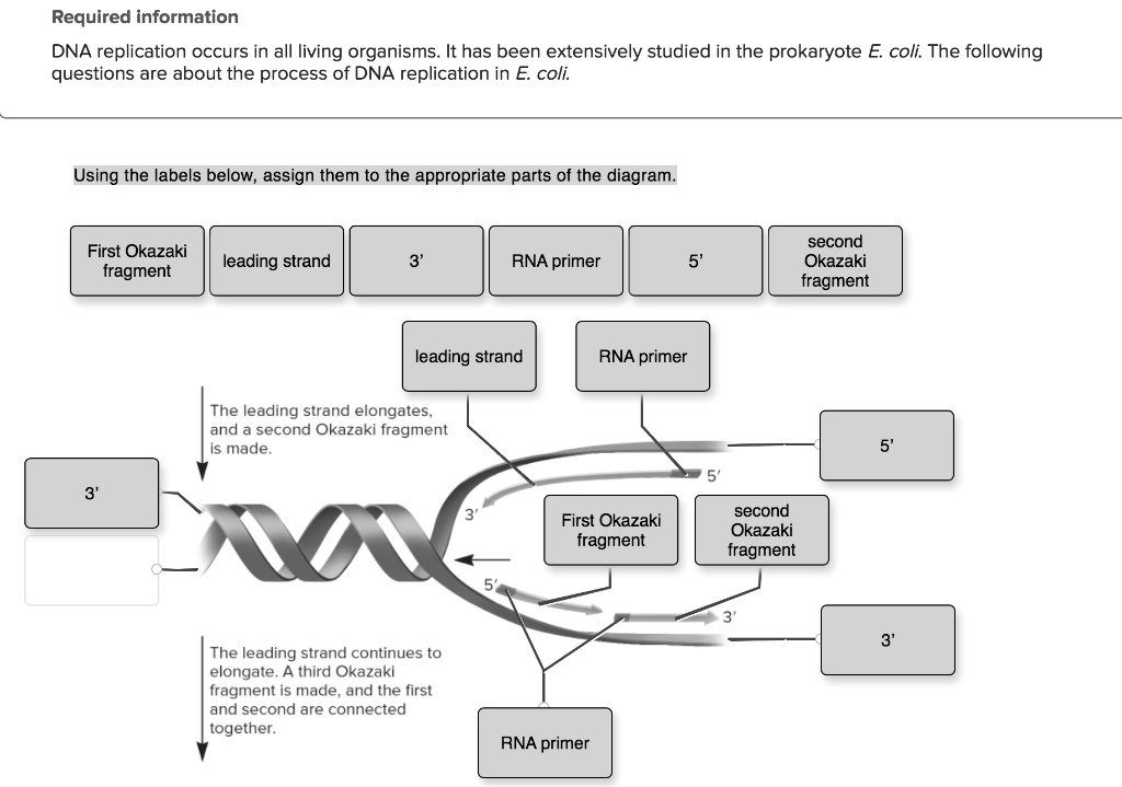 SOLVED: Required information DNA replication occurs in all living ...