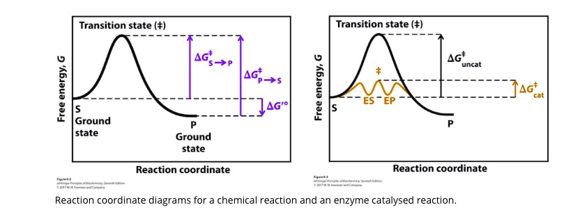 SOLVED: Transition state (#) Transition state (#) Ag; 57P Ag;_5 AG ...