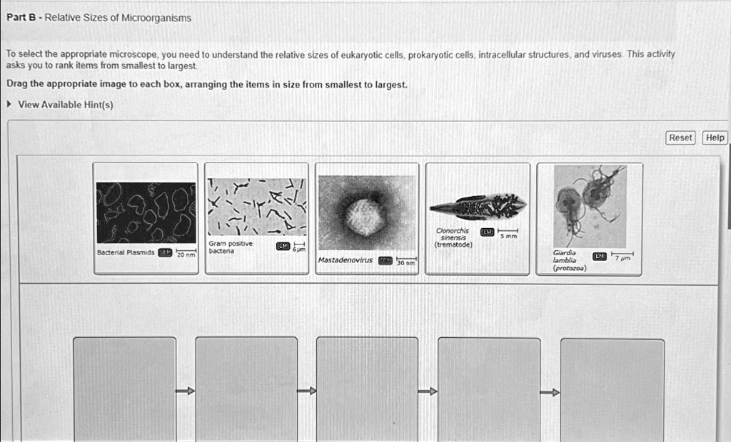 SOLVED: Part B - Relative Sizes of Microorganisms To select the ...