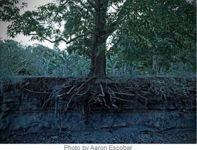 SOLVED: PLS HURRY AND BE RIGHT The image shows a mango tree, which is a ...