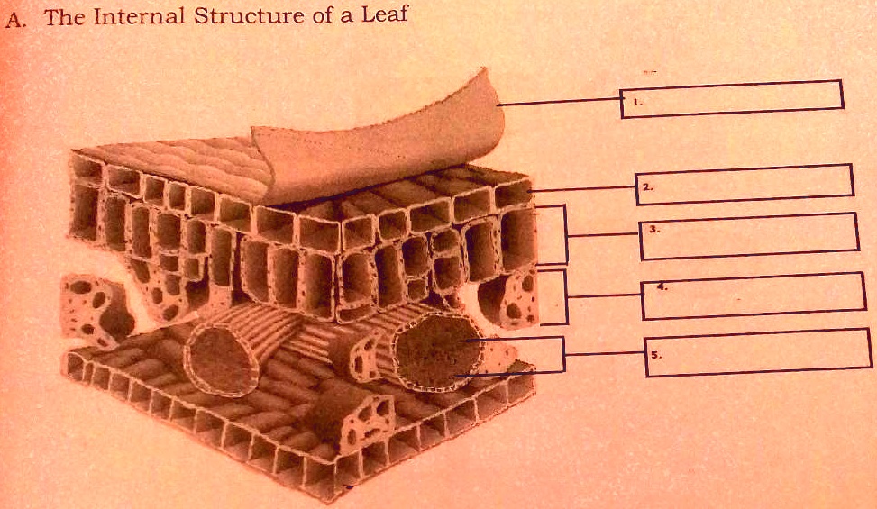 A. The Internal Structure of a Leaf 1. 2. 3. 4. 5.