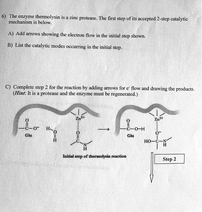 SOLVED: The enzyme thermolysin is zinc protease. The first step of its ...