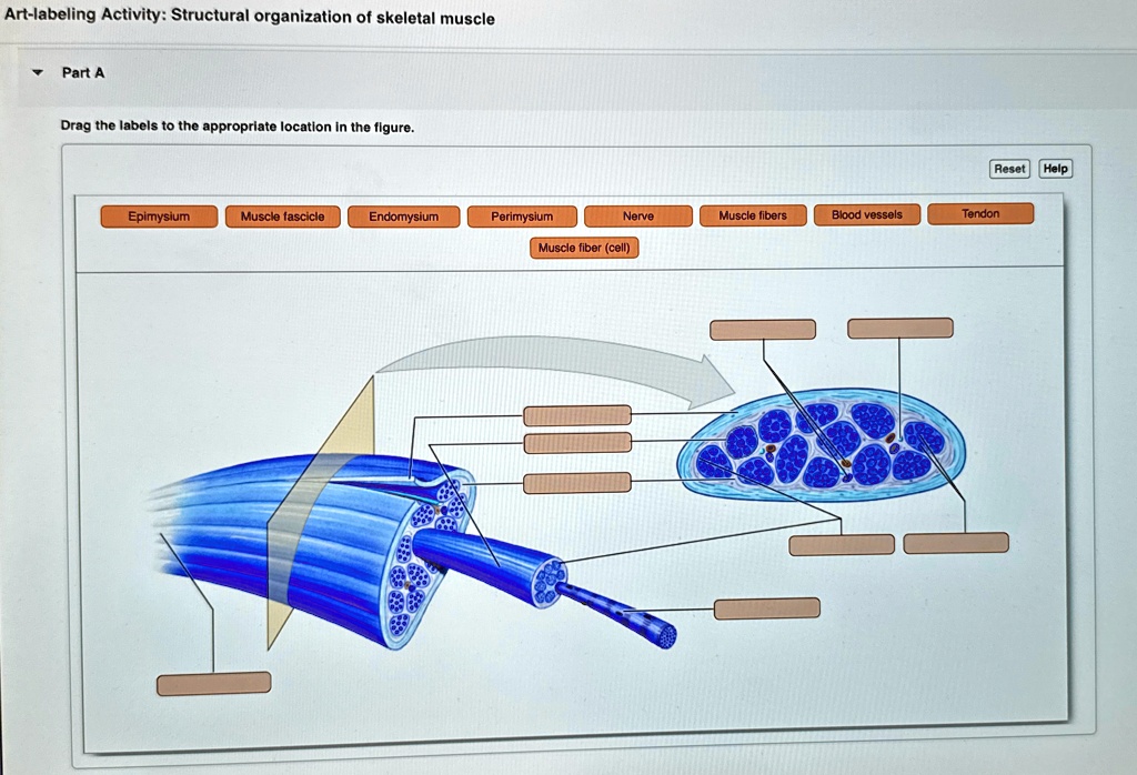 Art-labeling Activity: Structural organization of skeletal muscle Part ...
