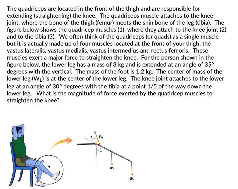 the quadriceps are located in the front of the thigh and are ...