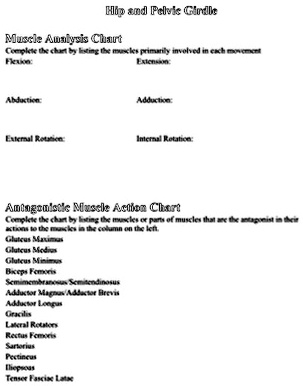SOLVED: Hip and Pelvic Girdle Muscle Analysis Chart Complete the chart ...