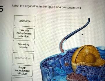 Label the organelles in the figure of a composite cell Lysosome Smooth ...