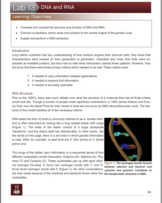 lab 13 dna and rna learning objectives compare and contrast the ...