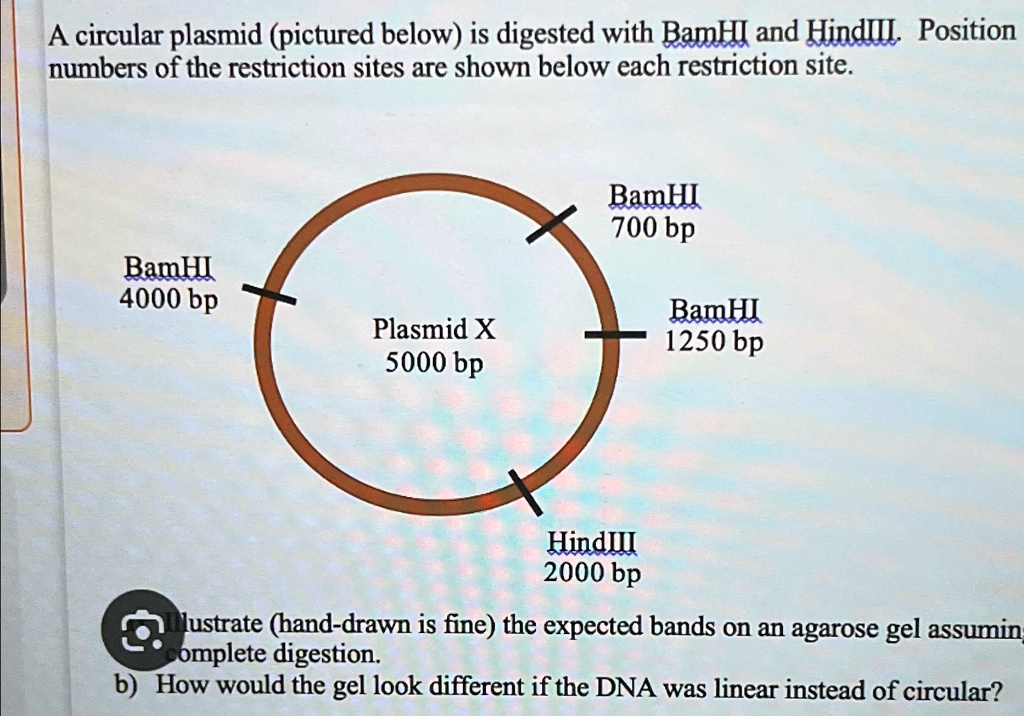 A circular plasmid (pictured below) is digested with BamHI and HindIII. Position numbers of the ...