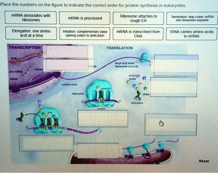 place the numbers on the figure to indicate the correct order for ...