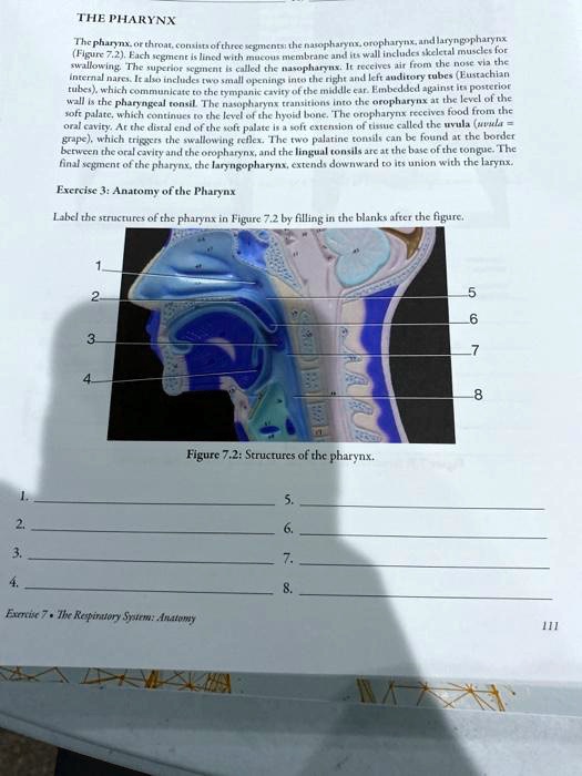 THE PHARYNX The pharynx, or throat, consists of three segments: the ...