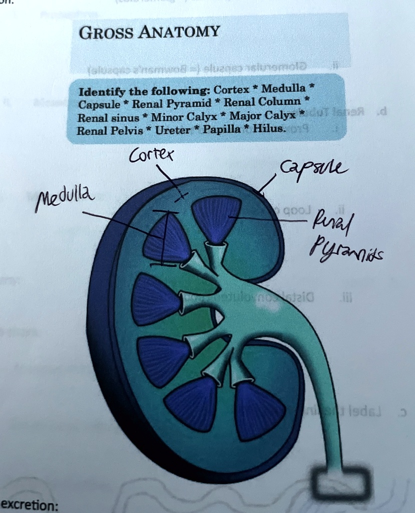 GROSS ANATOMY Identify the following: Cortex * Medulla * Capsule * Renal Pyramid * Renal Column ...