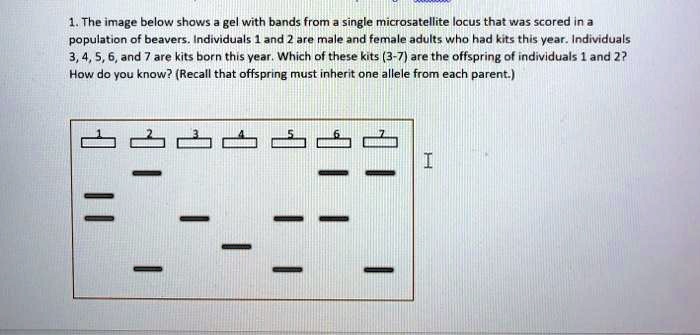 SOLVED:The image below shows gel with bands from & single ...