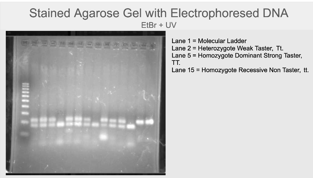 SOLVED: Stained Agarose Gel with Electrophoresed DNA EtBr + UV Lane ...