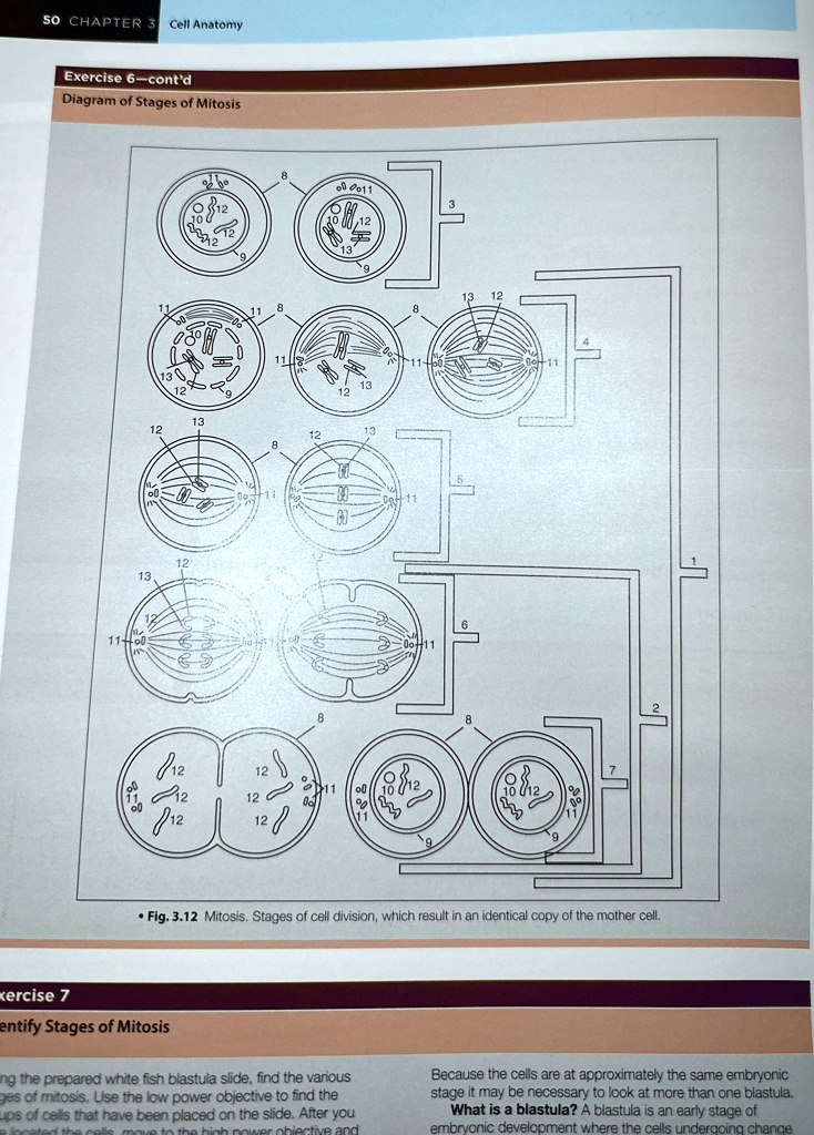 exercise 6 contd diagram of stages of mitosis fig 312 mitosis stages of ...