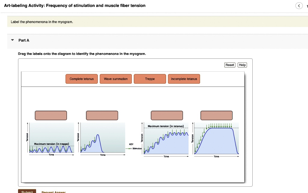 SOLVED: Text: Art-labeling Activity: Frequency of stimulation and ...
