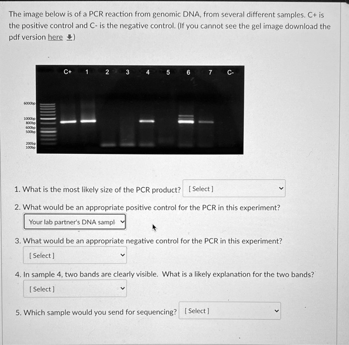 the image below is of a pcr reaction from genomic dna from several ...