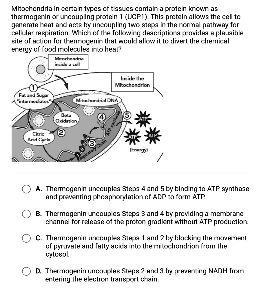 mitochondria in certain types of tissues contain a protein known as ...