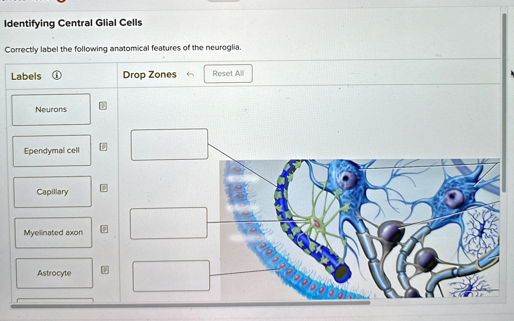 identifying central glial cells correctly label the following ...